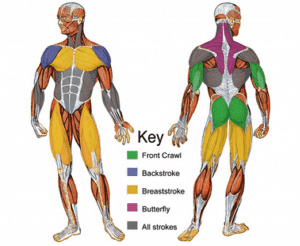 What Muscles Are Used in Swimming? - Elite Sports Clubs